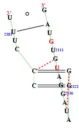 RNAJunction