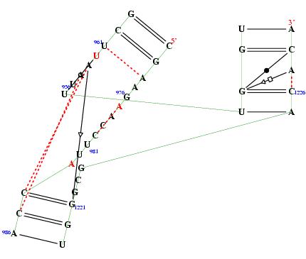 RNAJunction