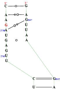 RNAJunction