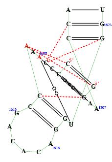 RNAJunction