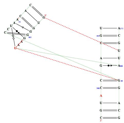 RNAJunction