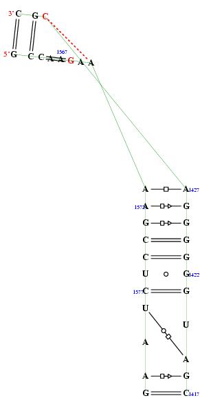 RNAJunction